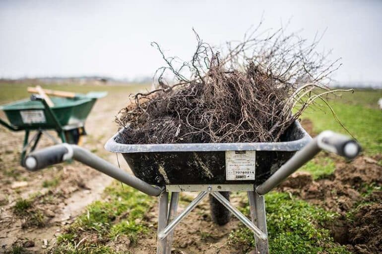 Jacques Rocher, tree planter - Fondation Yves Rocher -110044