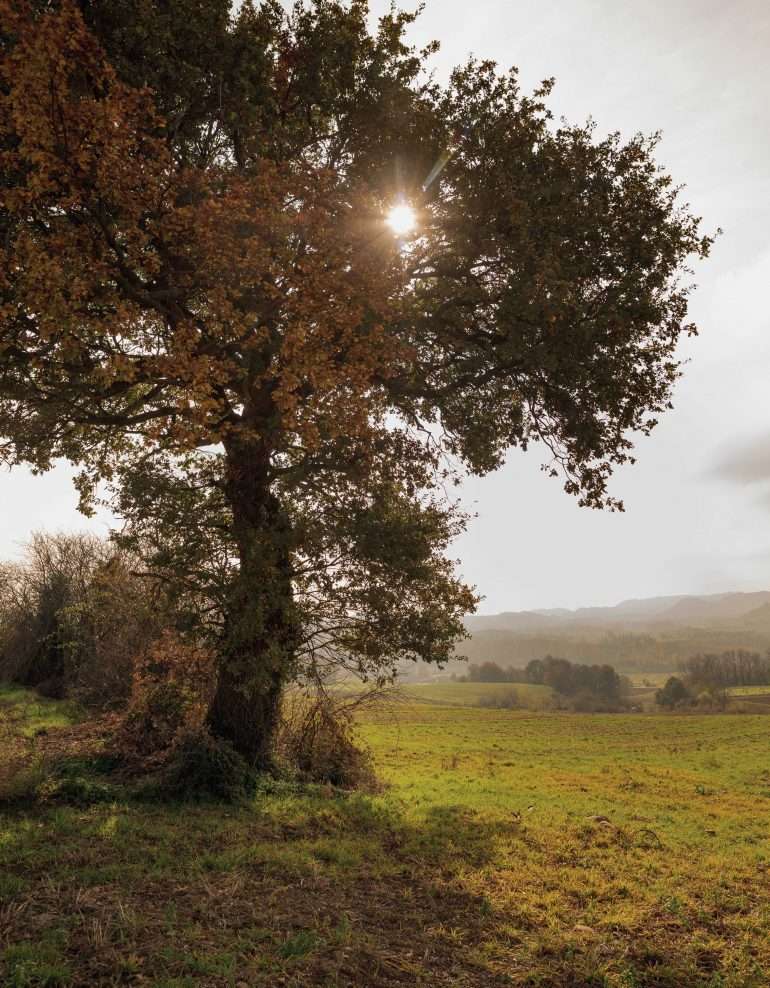 Rémy, the sheep farmer who’s reconciled trees and farming