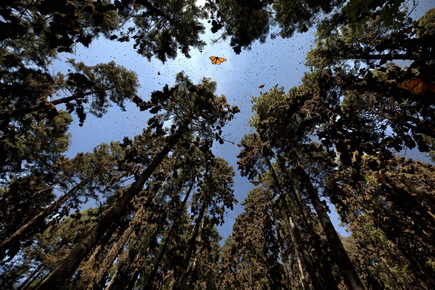 Mexique : l'incroyable odyssée des papillons monarques - Fondation Yves ...